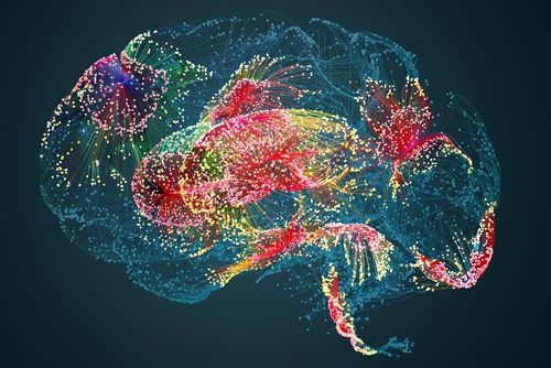 The Brain This Powerful Sexual Organ Archyde