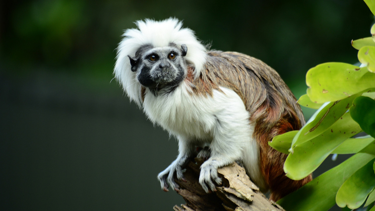 Une biodiversité en péril dans la forêt tropicale sèche de Colombie ...