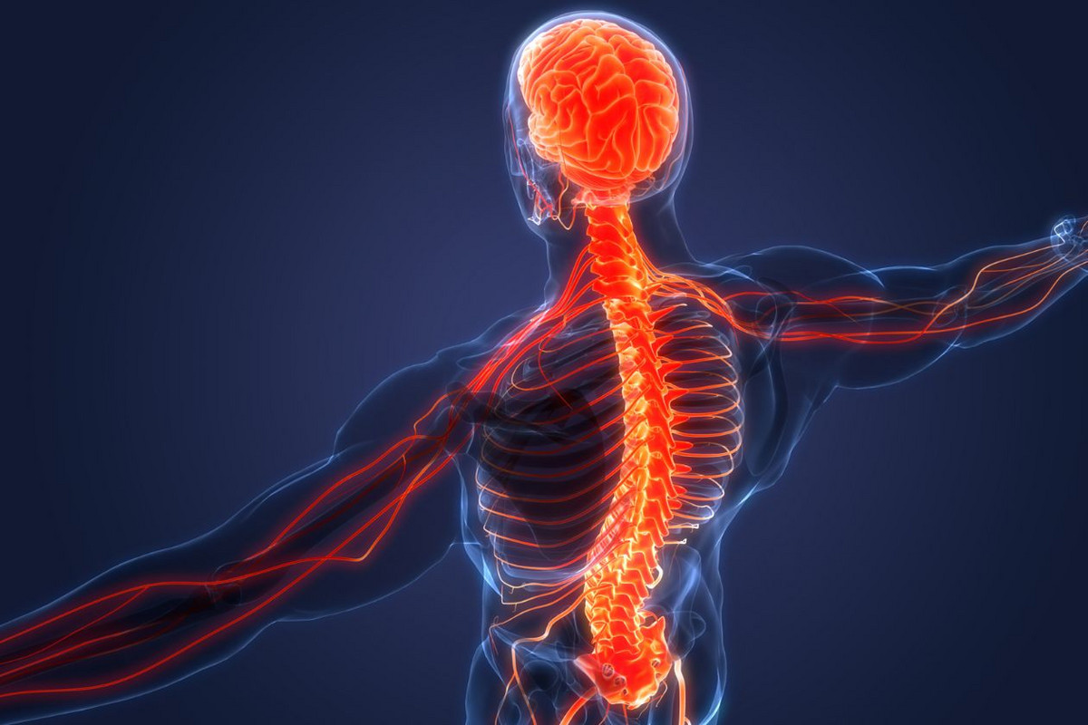 Spinal cord formation in the embryo: the role of a protein family ...